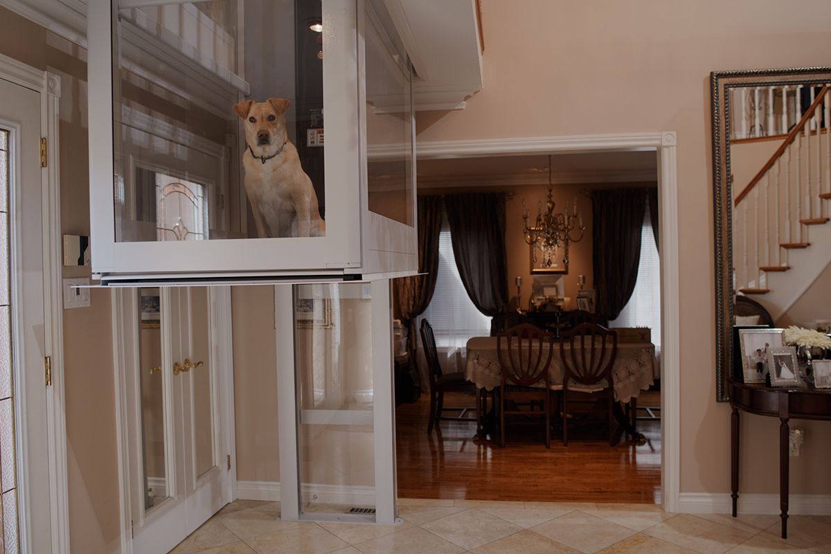 Pet Lift Safety: How to Make Your Home Elevator Animal-Friendly